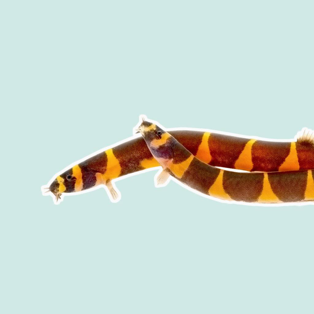 How To Care For a Kuhli Loach: The Ultimate Guide | Fluvico