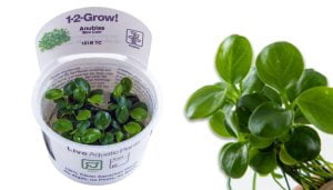 Anubias 101 Care Guide (12 Types + Photos) | Fluvico