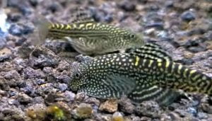 How to care for a Hillstream Loach: The Ultimate Guide | Fluvico