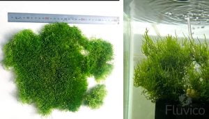 Grow Java Moss: The Complete Plant Guide | Fluvico