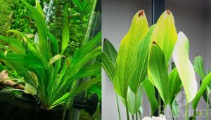 The Ultimate Guide to Amazon Sword Plants | Fluvico