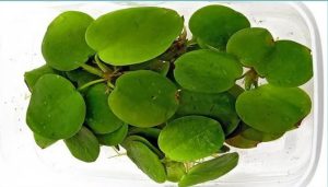 How to Grow and Care for Amazon Frogbit | Fluvico