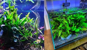 Java Fern Care Guide: Growth, Planting, and Propagation | Fluvico