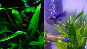 Java Fern Care Guide: Growth, Planting, and Propagation | Fluvico
