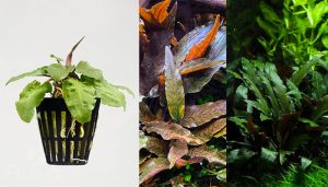 15 Types of Cryptocoryne (Crypts) + Photos | Fluvico