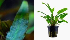 Cryptocoryne (Crypts) Plant Care Guide: Expert Tips | Fluvico