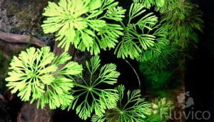 16 Fast Growing Aquarium Plants | Fluvico