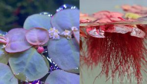 The Ultimate Red Root Floater Care Guide | Fluvico