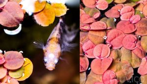 The Ultimate Red Root Floater Care Guide | Fluvico