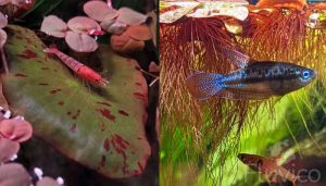 The Ultimate Red Root Floater Care Guide | Fluvico