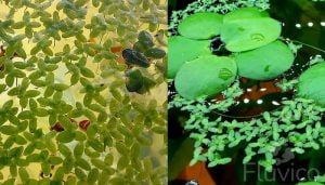 Mastering Duckweed Care: A Comprehensive Guide | Fluvico