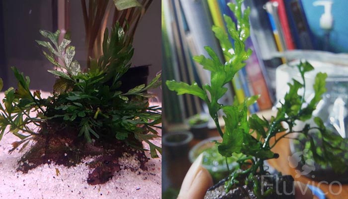 Mastering African Water Fern Care: A Complete Guide | Fluvico