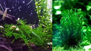 Flame Moss Care Guide (8/10) | Fluvico