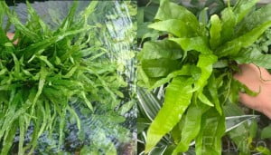 Essential Care Guide for Your Windelov Java Fern | Fluvico