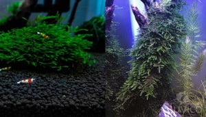 Peacock Moss 101 (Spiky Moss): Care Guide | Fluvico