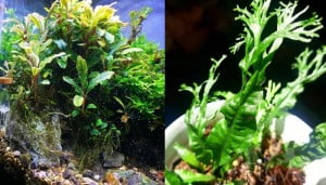 Essential Care Guide for Your Windelov Java Fern | Fluvico