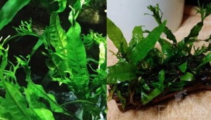 Essential Care Guide for Your Windelov Java Fern | Fluvico