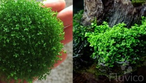 Dwarf Baby Tears Planting, Care & Growth Guide | Fluvico