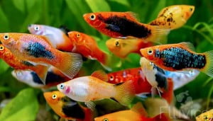 Platy Fish: The Comprehensive Care Guide | Fluvico