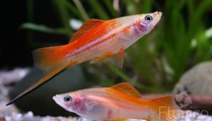 Swordtail Fish Care: The Ultimate Care Guide | Fluvico