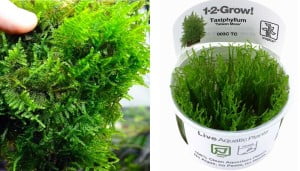 Taiwan Moss 101: (Taxiphyllum alternans) | Fluvico