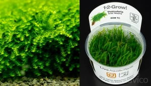Weeping Moss: Care Guide 101 (Vesicularia ferriei) | Fluvico