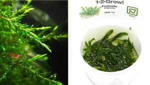 Which Aquarium Moss? 18 Awesome Types + Photos | Fluvico