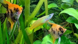 Angelfish Care Guide: The Feisty Angel | Fluvico