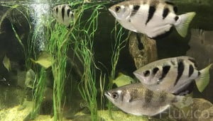 Perfect Your Archer Fish Care with Our Care Guide | Fluvico