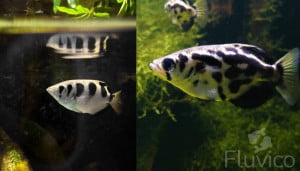 Perfect Your Archer Fish Care with Our Care Guide | Fluvico