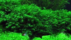 Phoenix Moss 101 (Fissidens fontanus) | Fluvico