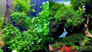 Phoenix Moss 101 (Fissidens fontanus) | Fluvico