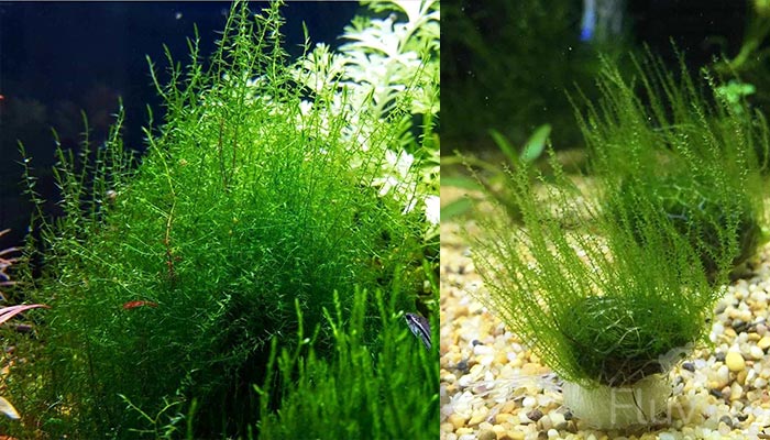 Taiwan Moss 101: (Taxiphyllum alternans) | Fluvico