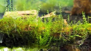 Stringy Moss 101: Care Guide: (Taxiphyllum sp.) | Fluvico