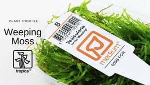 Weeping Moss: Care Guide 101 (Vesicularia ferriei) | Fluvico