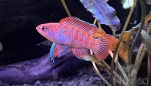 Discovering the Beauty of Scarlet Badis Care | Fluvico