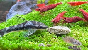Discovering the Beauty of Scarlet Badis Care | Fluvico