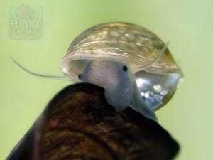 Aquarium Snails Guide (Types) Cleaners, Carnivores & Pests
