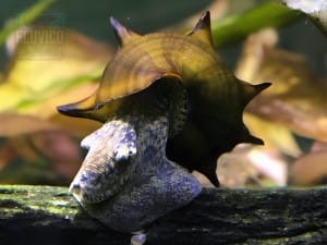 Aquarium Snails Guide (Types) Cleaners, Carnivores & Pests