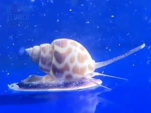 Aquarium Snails Guide (Types) Cleaners, Carnivores & Pests