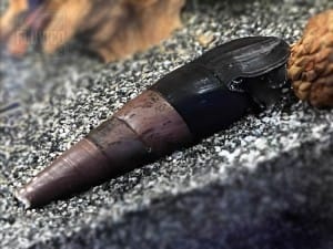 Aquarium Snails Guide (Types) Cleaners, Carnivores & Pests