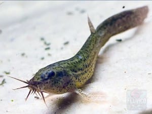 Weather Loach 101: Ultimate Care Guide | Fluvico